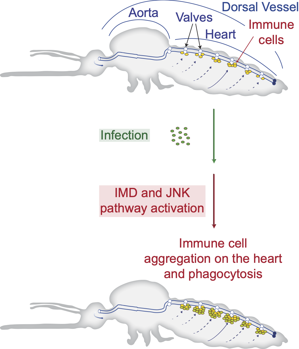 Vanderbilt biologists discover genetic pathways linking the immune and circulatory systems of ...