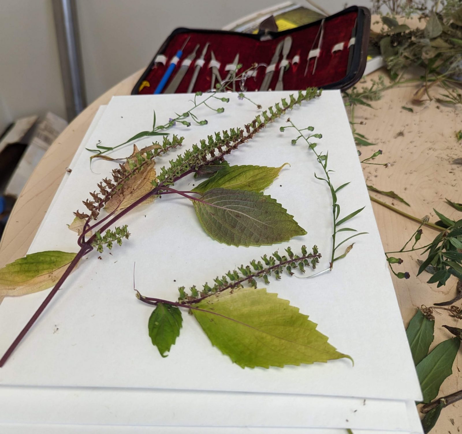 Vanderbilt University Native Meadow flourishing with collaborative ...