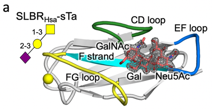 Leveraging structure of bacterial host cell receptors to detect cancer ...