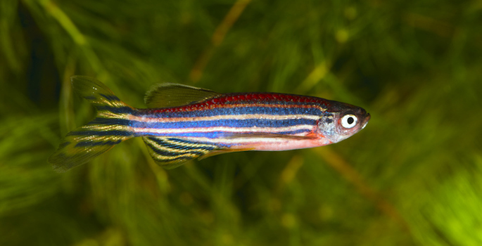 zebrafish | Vanderbilt News | Vanderbilt University